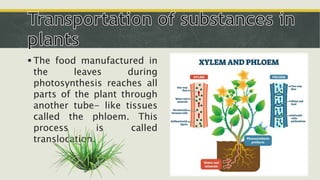 Transportation of materials in plants and animals | PPTX