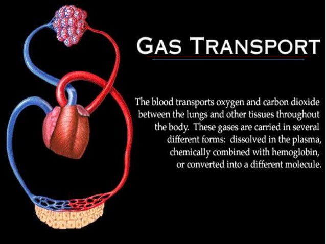 Transportation of oxygen and co2 | PPTX | Blood Disorders | Diseases ...