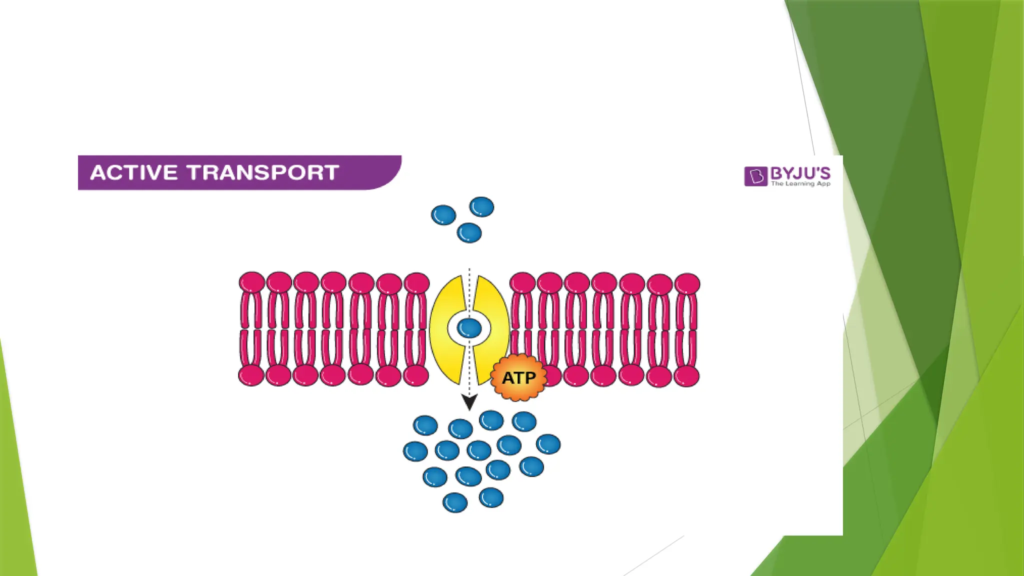TRANSPORTATION THROUGH CELL MEMBRANES.pptx | Biological Sciences | Science