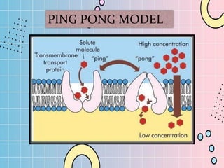 Transport biochem .-1.pdf for pre clinical MBBS STUDENTS | PDF ...
