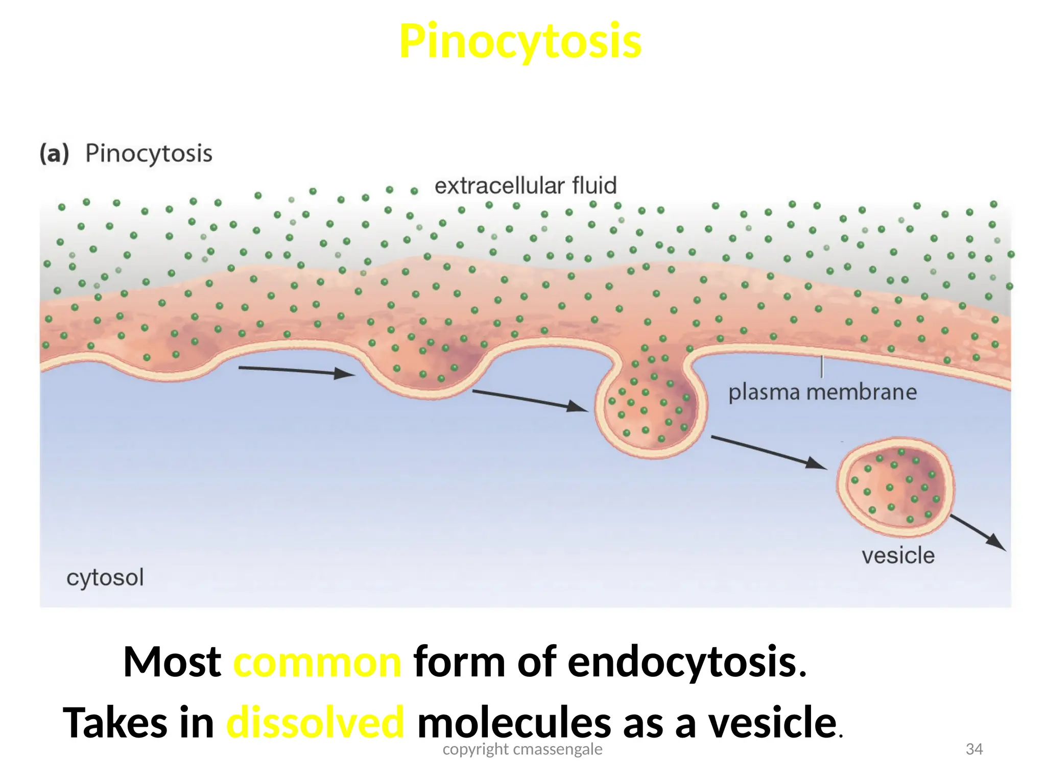 transport cll membrane of biotechnology.pptx