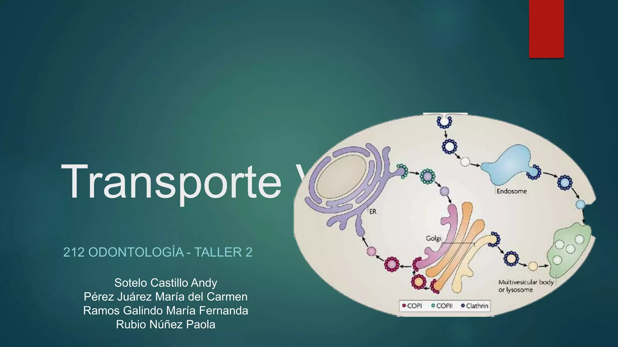 Transporte vesicular | PPTX