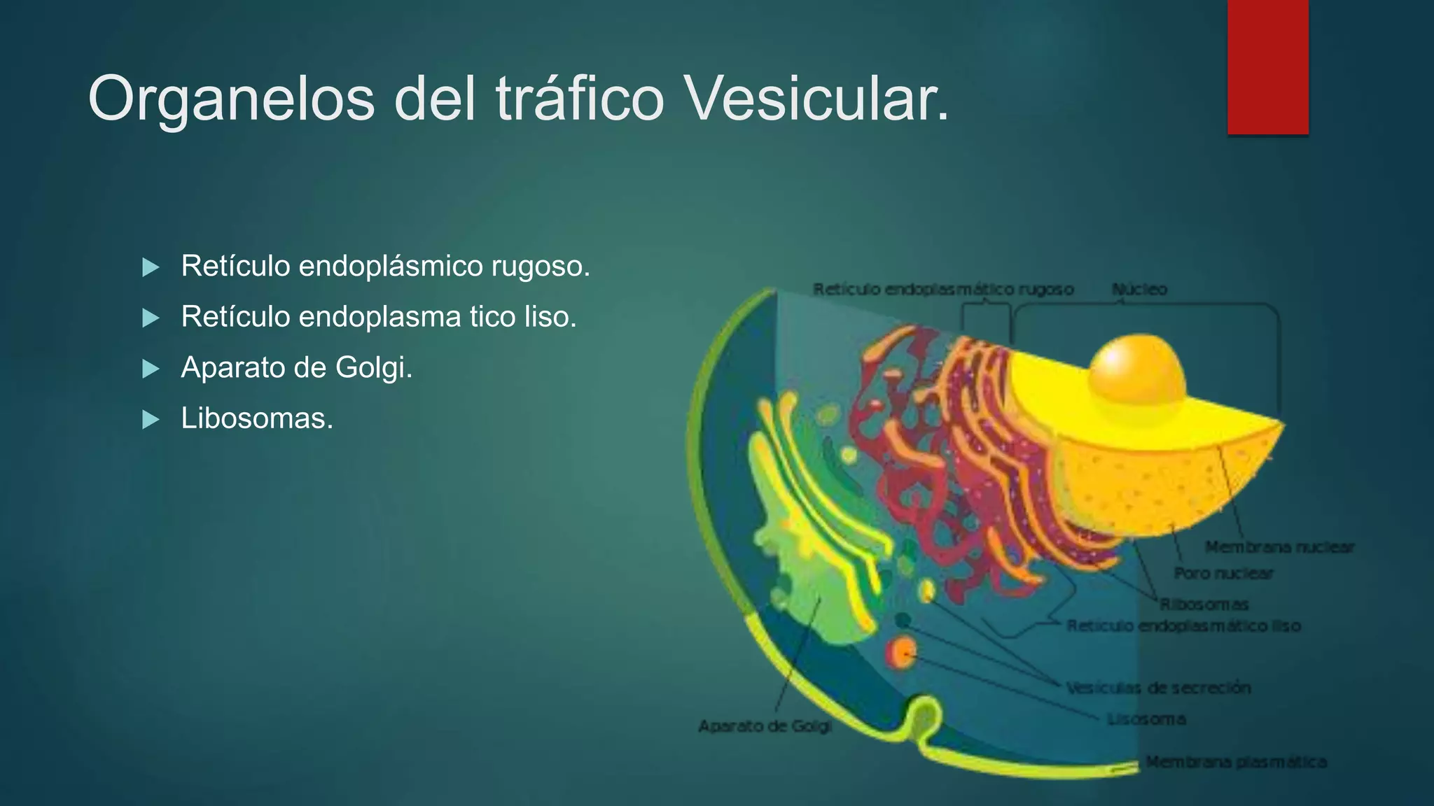 Transporte vesicular | PPTX | Endocrine and Metabolic Diseases ...