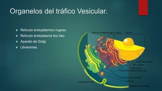Transporte vesicular | PPTX