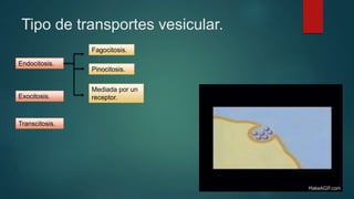 Transporte vesicular | PPTX