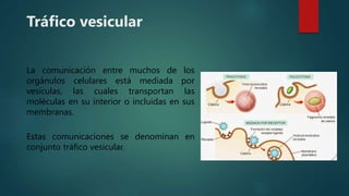 Transporte vesicular | PPTX
