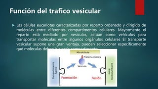 Transporte vesicular | PPTX