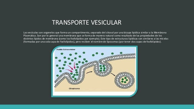 Transporte vesicular 211