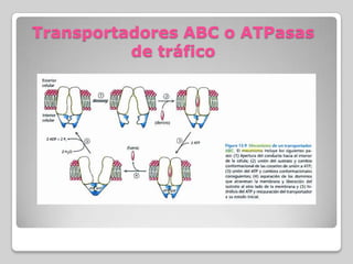 Transporte activo | PPTX