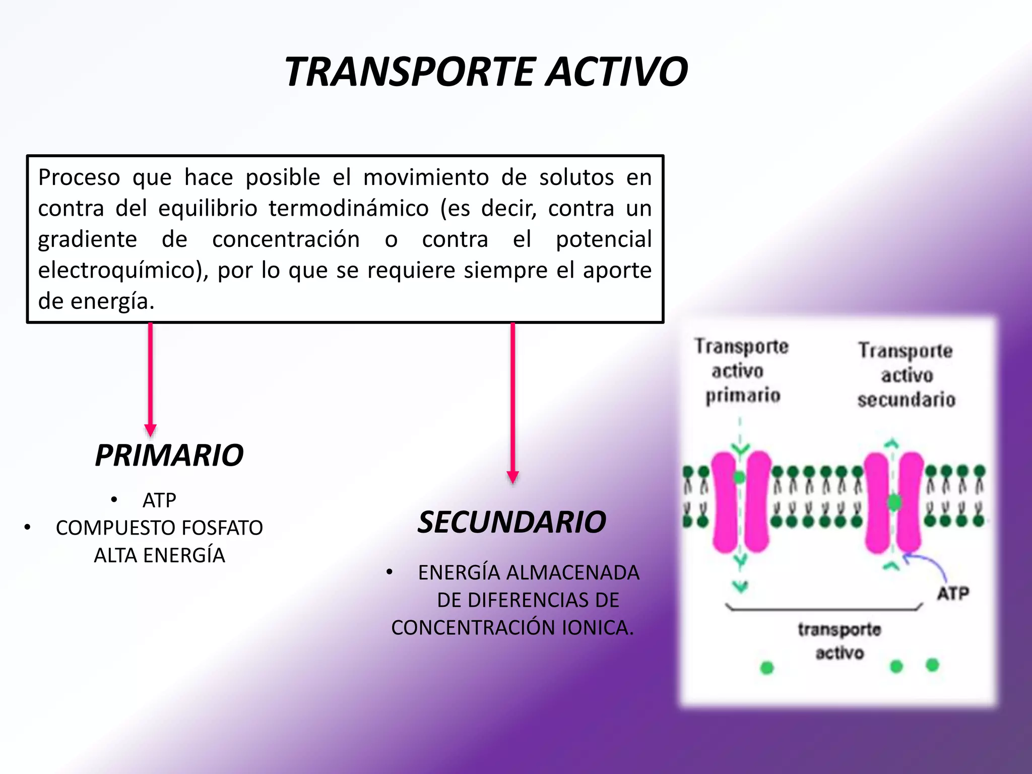 Transporte activo | PPTX