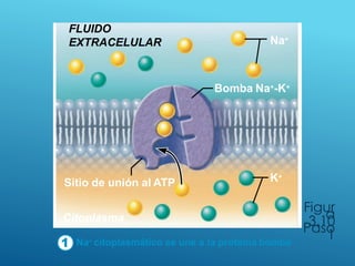 Transporte activo primario (bomba na k) | PDF