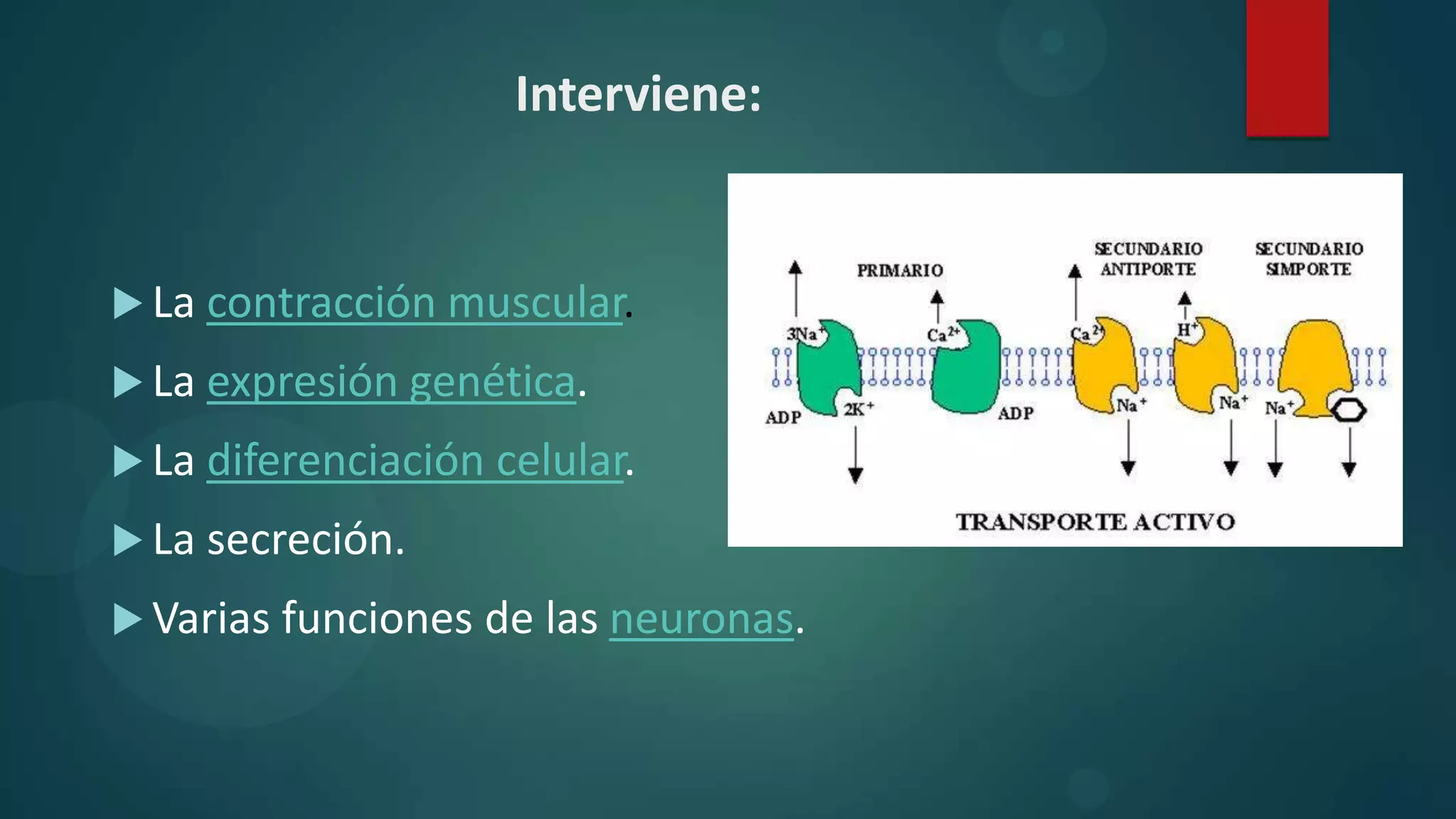 Transporte celular activo exp1 | PPT