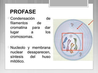 Transporte celular, mitosis y meiosis | PPT