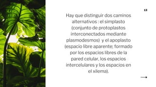 Transporte de agua en las plantas. | PDF