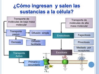 Transporte a través de la membrana celular | PPTX