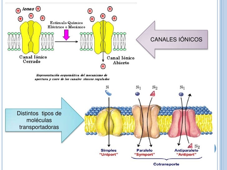 Transporte a través de la membrana celular