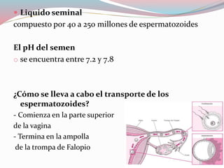 Transporte de los gametos y fecundacion | PPTX