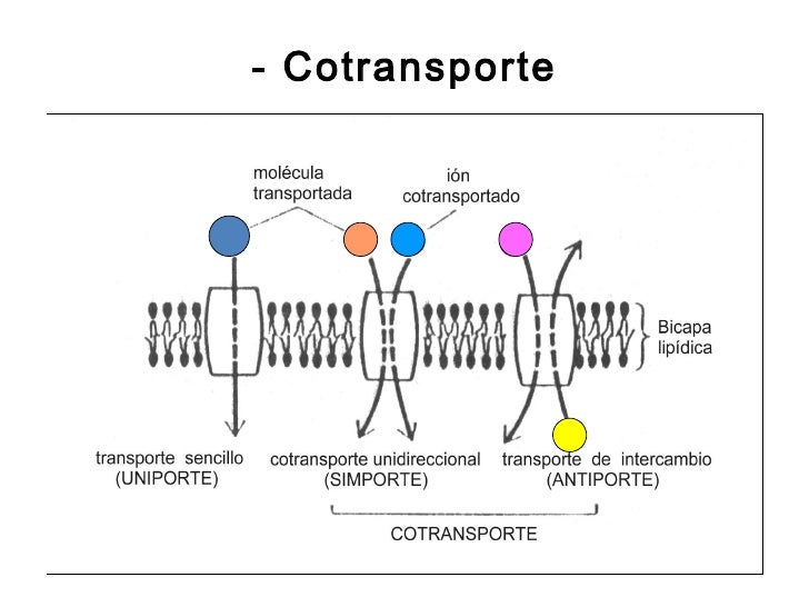 Transporte de membrana breve