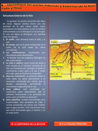 Transporte de Nutrientes en las Plantas | PPSX