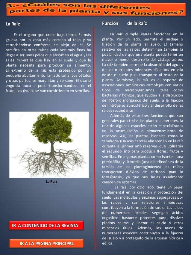 Que Es La Capilaridad Y Que Funcion Cumple En Las Plantas - Servicio De ...