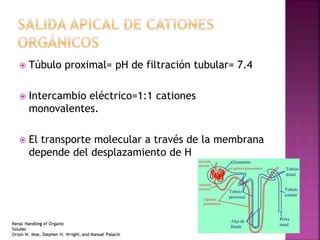 Transporte de solutos orgánicos y ácido úrico | PPTX