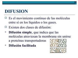 FISIOLOGIA Transporte de sustancias a traves de la membrana | PPT