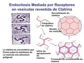 Transporte membrana | PPT