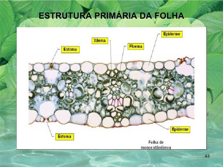 Transporte Nas Plantas