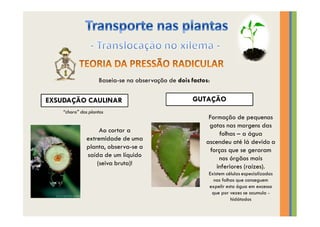 Transporte nas plantas Biologia 10º ano.pdf