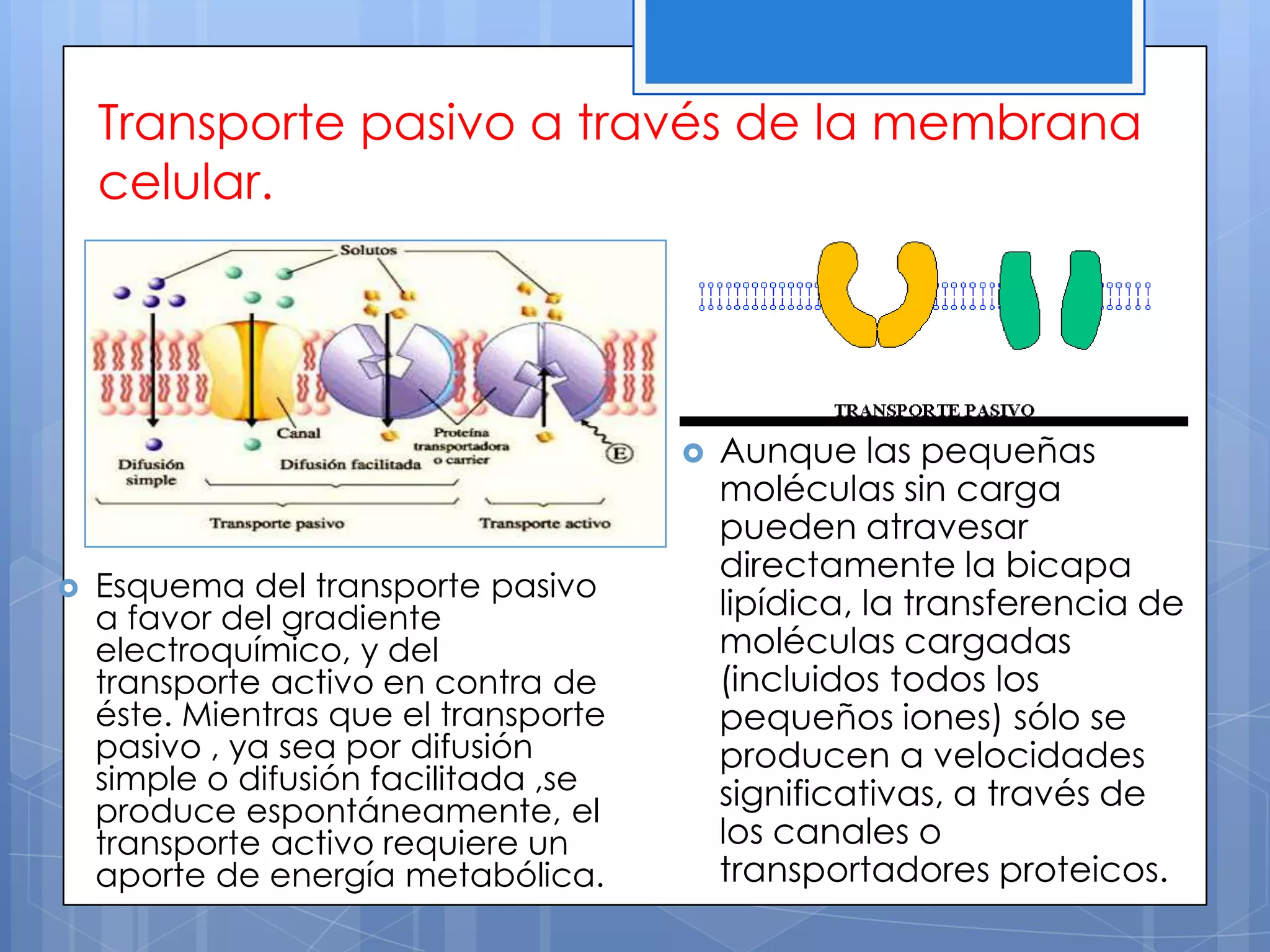 Transporte pasivo a través de la membrana celular | PPTX