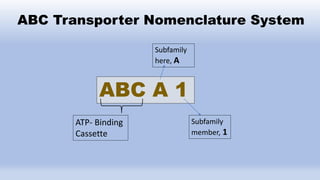 Transporter superfamilies in the human genome | PPT