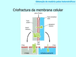Transportes Transmembranares | PPT