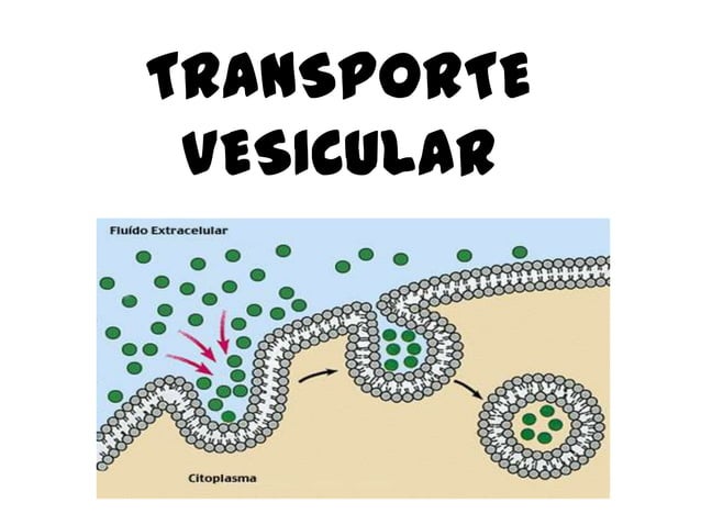 Transporte vesicular | PPTX