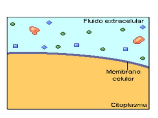 Transporte vesicular | PPTX