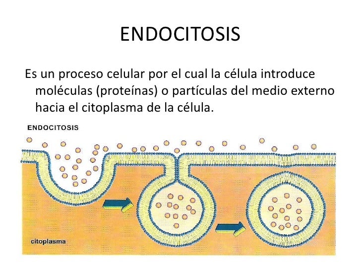 Endocitosis Significado