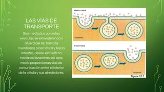 Transporte vesicular.pptx