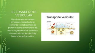 Transporte vesicular.pptx