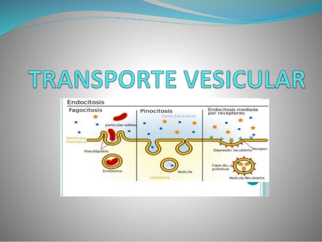 2.3 “Transporte Vesicular 312-2 Taller 2