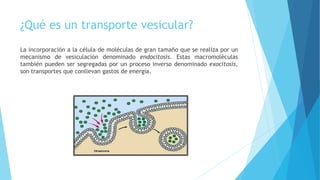 Transporte vesicular | PPTX