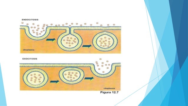 Transporte vesicular