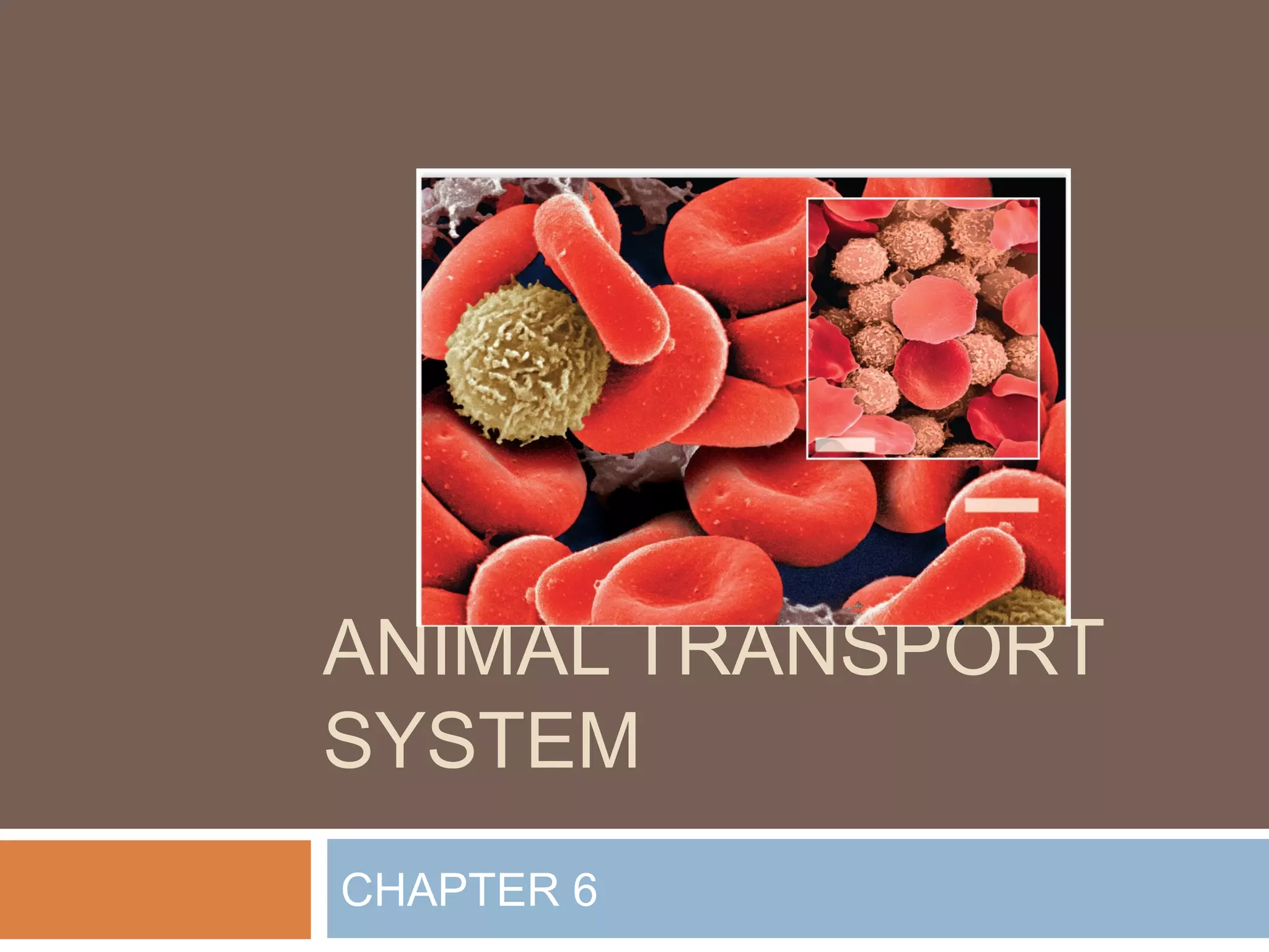 Transport systems in animals | PPT