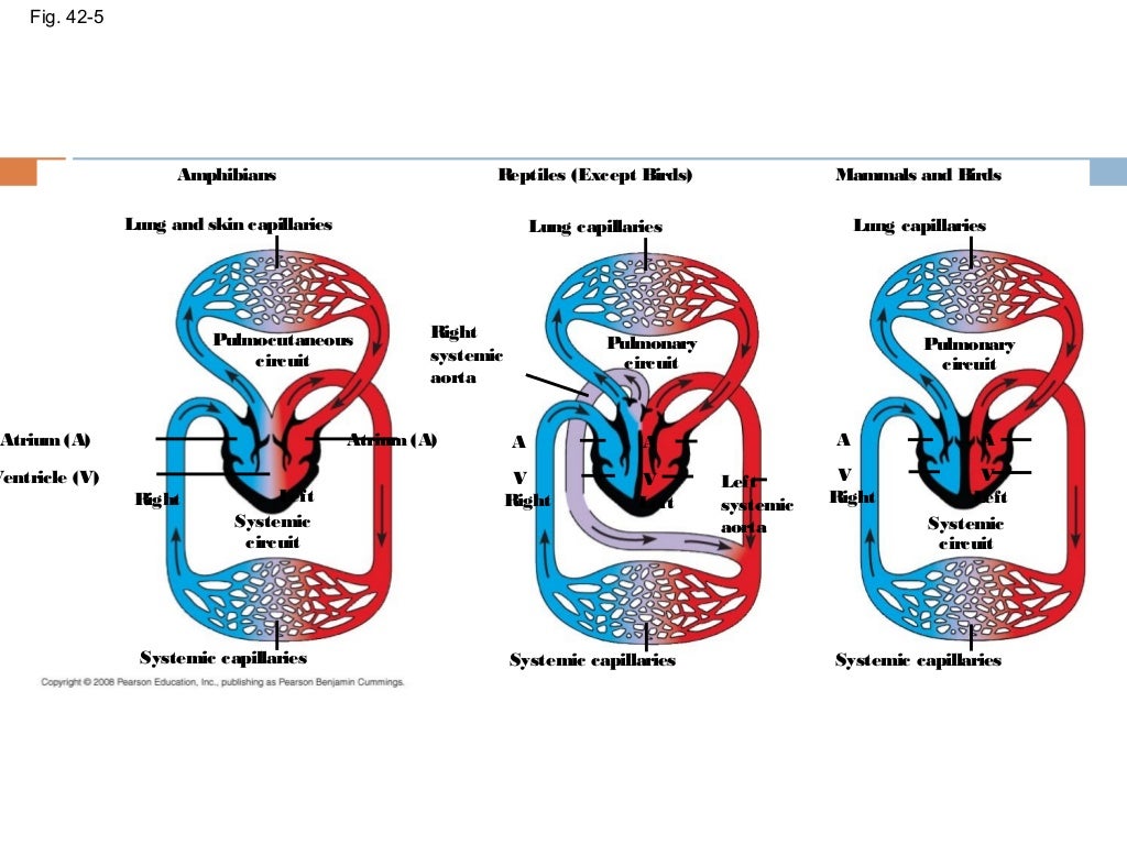 Transport systems in animals