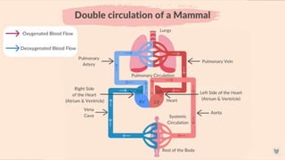Transport In Animals[1].pptx Cambridge IGCSE | PPTX