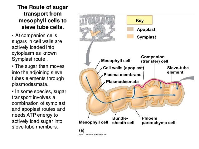 Biology : Transportation & Structure of Plants