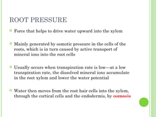 Transport in flowering plants (self created) | PPT