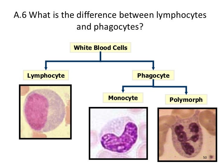 Transport in human as at 290711