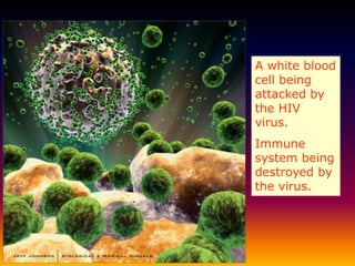 White blood cells in Blood | PDF