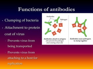 White blood cells in Blood | PDF