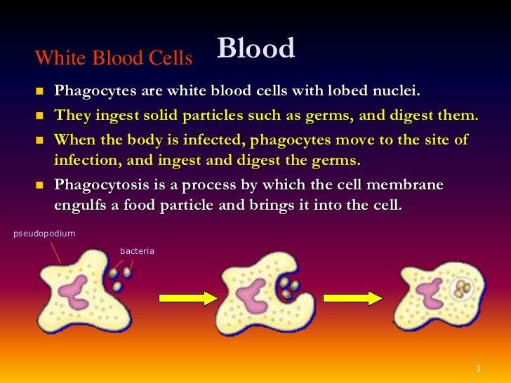 White blood cells in Blood