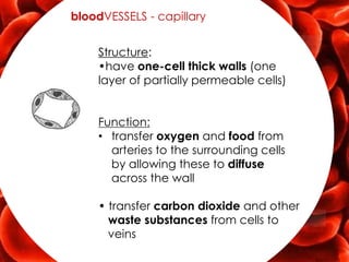 Biology:Transport in Humans (JYSS) | PPTX